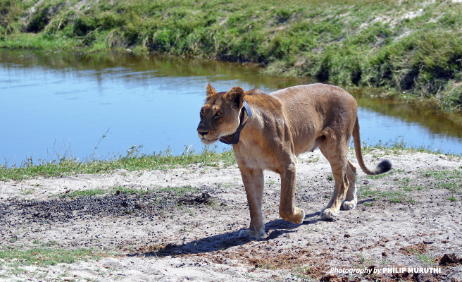 Collaring lions for conservation in Tanzania’s Manyara Ranch | African ...