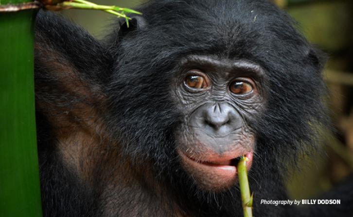 Maringa-Lopori-Wamba | African Wildlife Foundation