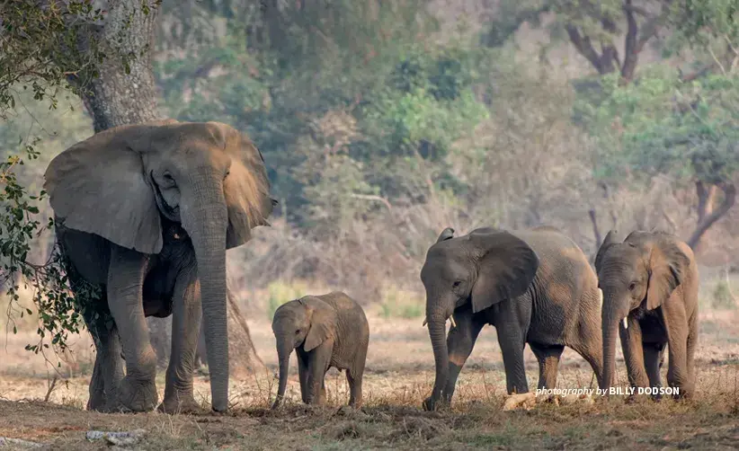 Chili peppers stop human-elephant conflict in northern Zimbabwe ...