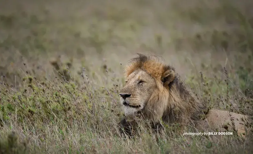 Lion bone trade: The end of the lion's roar? | African Wildlife Foundation