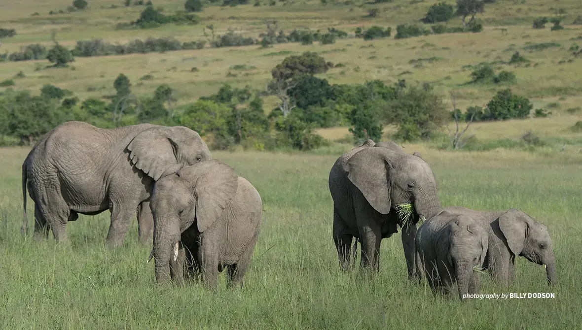 Why we need to conserve African elephants | African Wildlife Foundation