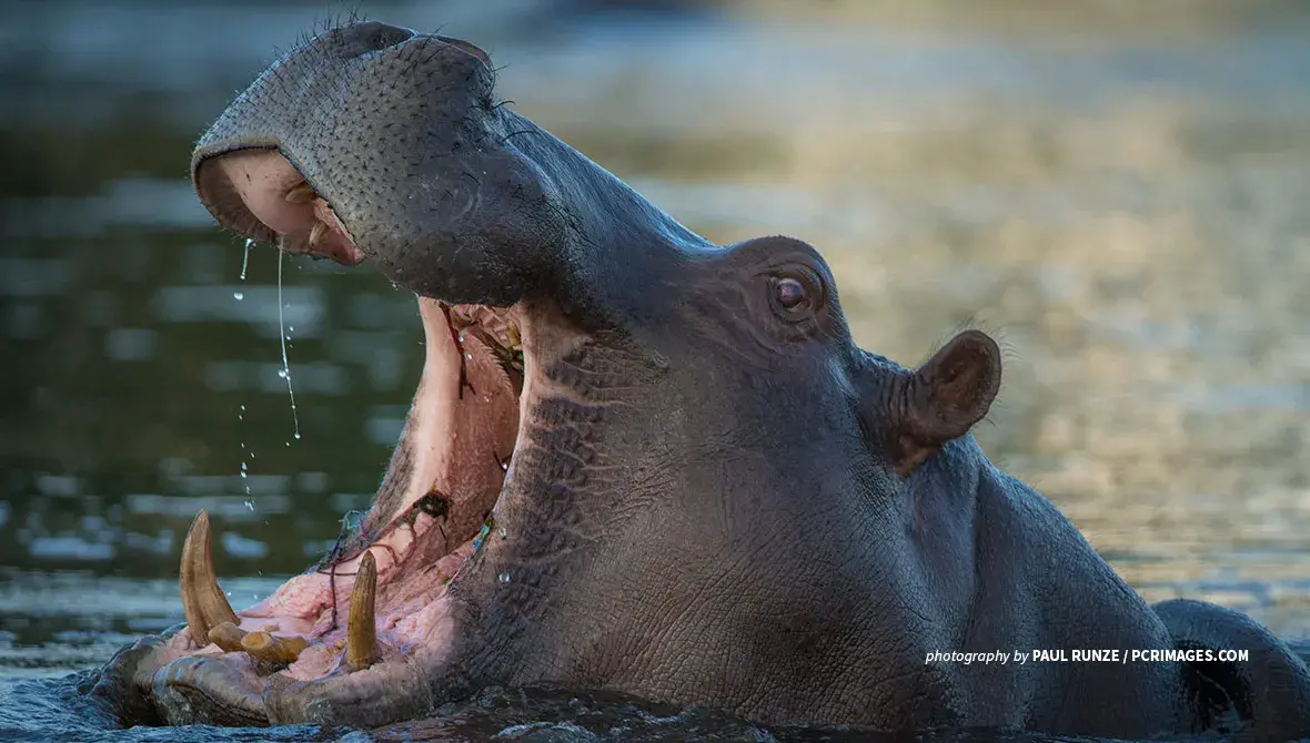 World Hippo Day: Africa’s hippos targeted for illegal ivory trade ...